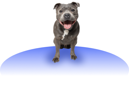 Buy, Manage and Care for your dog - Love My Dog Club